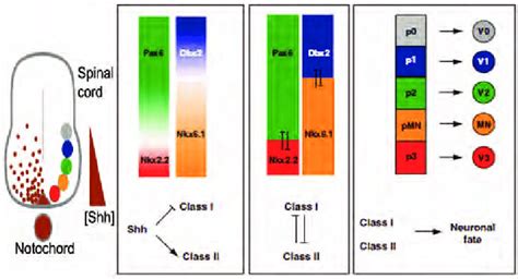 Dv Patterning In The Ventral Spinal Cord Is Controlled By Shh Gradient Download Scientific
