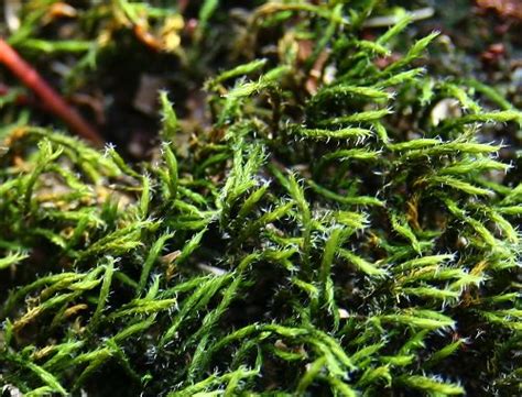 四季の山野草コモチイトゴケ