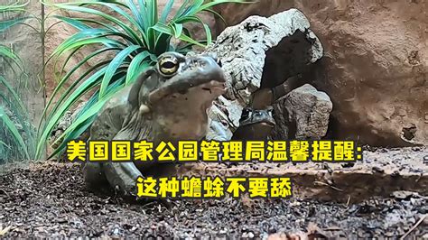 美国国家公园管理局温馨提醒这种蟾蜍不要舔 凤凰网视频 凤凰网