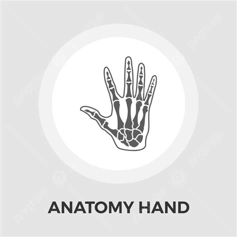 Anatomy Hand Vector Flat Icon Symbol Medicine Body Vector Symbol