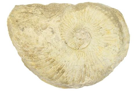 3 9 Cretaceous Ammonite Adkinsites Fossil Texas 262720 For Sale