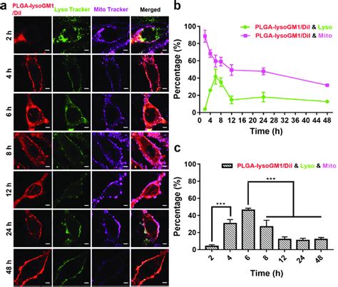 Intracellular Subcellular Organelle Localization A Distribution Of Download Scientific
