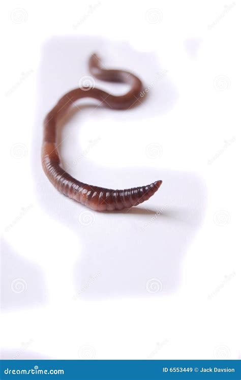 Earth Worm Macro Stock Image Image Of Invertebrate Bait 6553449