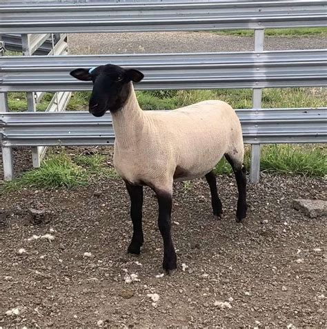 156 Suffolk Sheep Breeders Association Victoria
