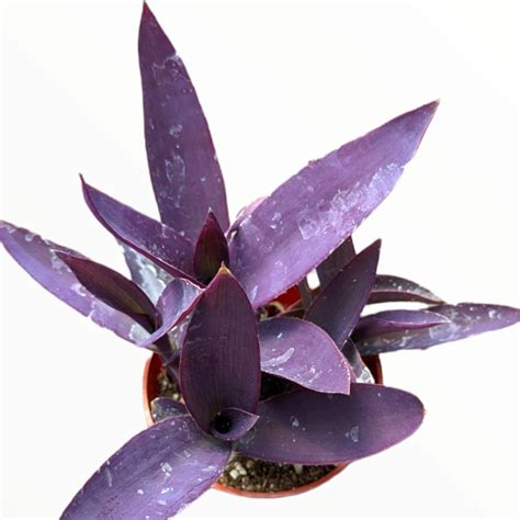 Tradescantia Pallida ‘kartuz Giant Purple Heart Wandering Dude