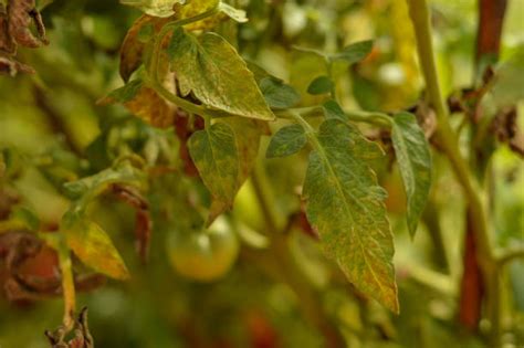 710 Bildbanksfoton Bilder Och Royaltyfria Bilder Med Phytophthora