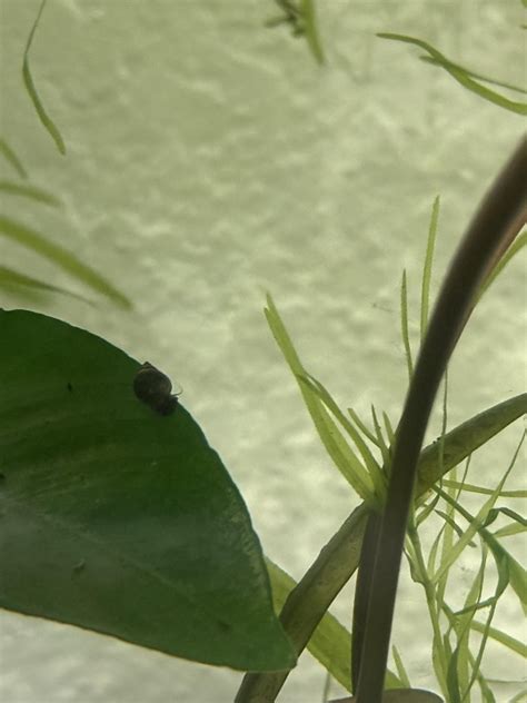 Snail Identification R Aquaticsnails
