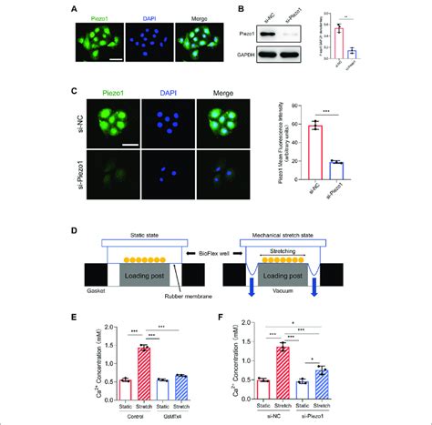 Piezo1 Expression And Function In Heks A The Expression Of Piezo1 Download Scientific