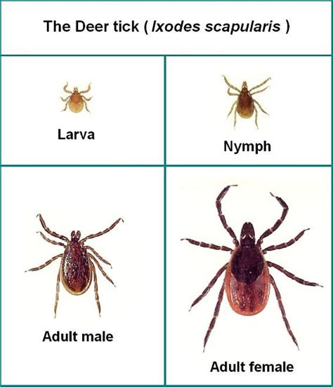 Tick Identification Maine Chart Litygogreen