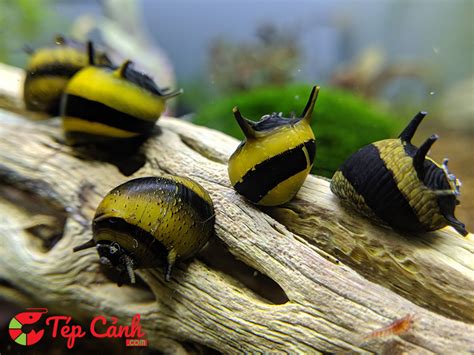 Ốc Nerita Gai Chuyên Diệt Rêu Xanh Bám Kính