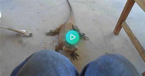 I Never Knew I Needed A Lap Lizard Until This Very Moment  On Imgur