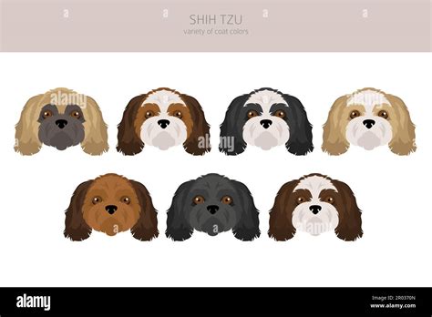 Shih Tzu Poses Coat Colors Set Vector Illustration Stock Vector Image