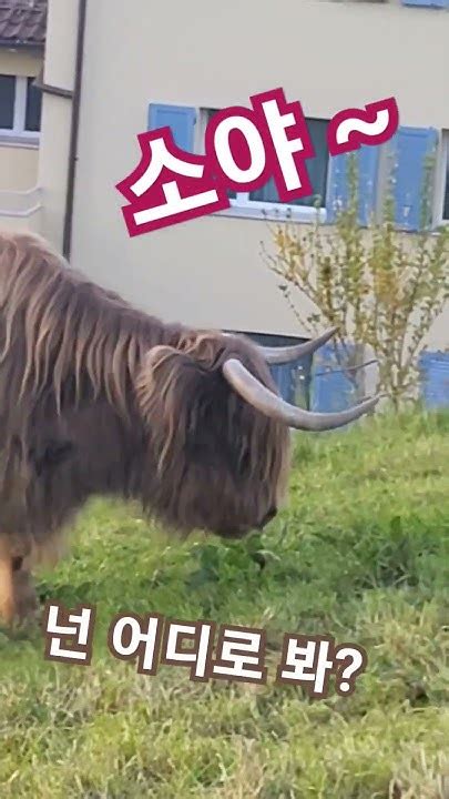 눈 없는 소 Youtube