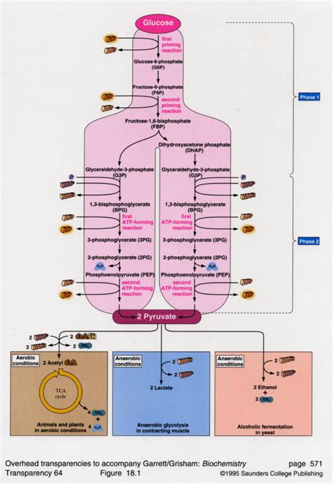 Overview Of Glycolysis II