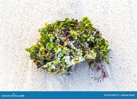 Different Types Of Seaweed Sea Grass Beach Sand And Water Stock Image Image Of Coast Seaweed