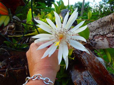 Flora De Puerto Rico Ilustrada Papo Vives Julio 2019