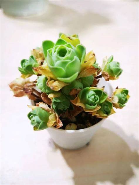 都说夏天多肉要休眠，新手不识“休眠期”，看3点就能分辨！叶子会植物环境