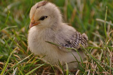Avian Hd Wallpapers