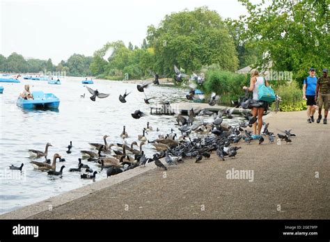 Ducks Along The Serpentine Lake In Hyde Park London England U K