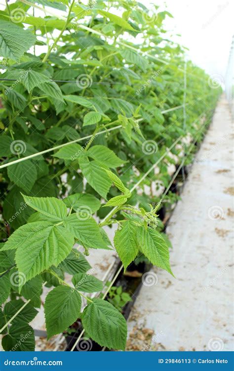 Growing Raspberry In Hydroponic Plantation Stock Image Image Of Hydroponic Cultivate 29846113