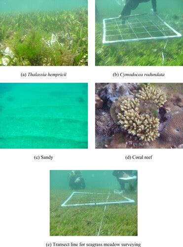 Full Article High Resolution Benthic Habitat Mapping From Machine Learning On Planetscope