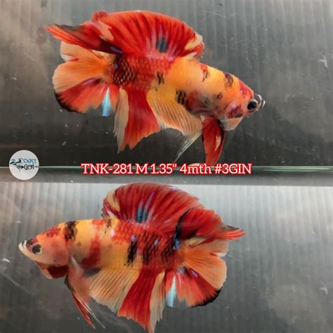 Plakat Betta Male For Sale What You See Is What You Get — Coast Gem Usa