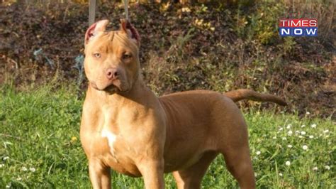 Banned Dog Breeds Pitbull Bulldog Rottweiler And More Centre Orders