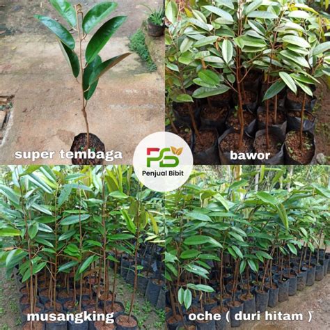 Jual Satu Paket 4 Jenis Bibit Durian Bawor Musangking Oche Supertembaga