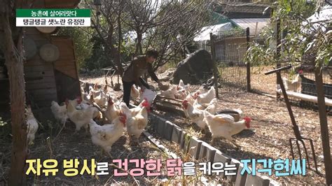농촌에 살어리랏다 자연 방목으로 건강한 유정란 생산 ‘충북 청주시 지각현씨 Youtube
