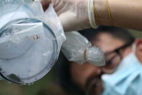 Mosquito Infestation In Hong Kong Reaches ‘alert Level Index Shows