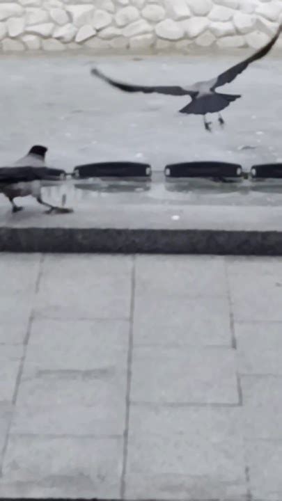 тишком нишком Youtube