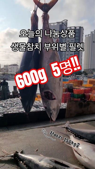 대박나눔⭐️1시 유튜브라이브방송에서 진행및공개 구룡포해풍수산 참다랑어 참다랑어필렛 대형참다랑어 유튜브라이브 생방이벤트 수산물라이브 해산물맛집 프리미엄수산물