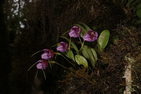 Masdevallia Yungasensis · Inaturalist