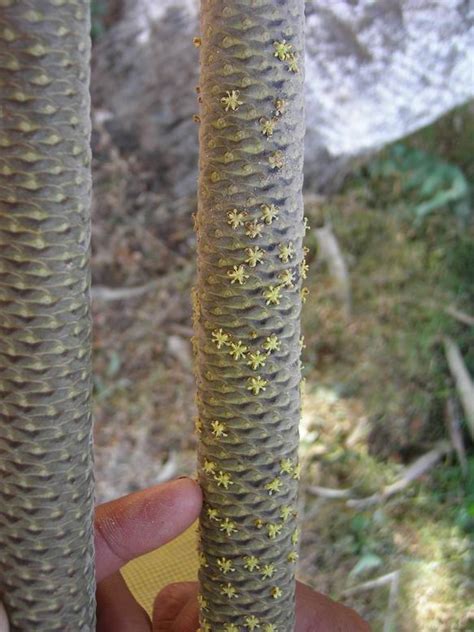 Cambodia Uncovered Personalized Tours