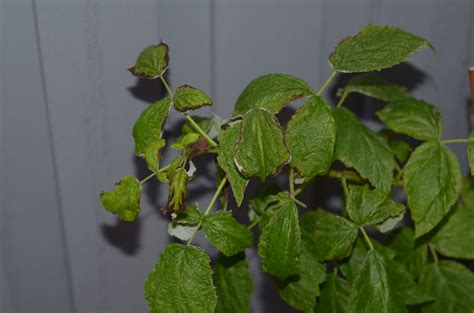 Forum Leaf Burn Issue Help Me