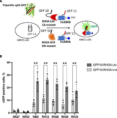 Figure 1 From Tripartite Split Gfp Assay To Identify Selective Intracellular Nanobody That