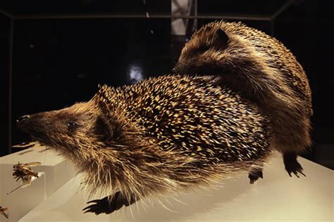 Think You Understand Animal Sex Crazy Facts That You Never Wanted To Know