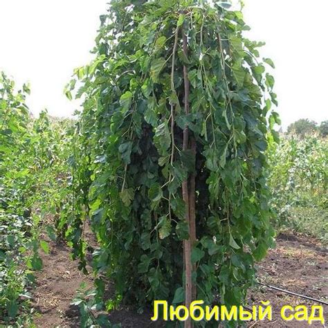 Шелковица плакучая | Любимый сад
