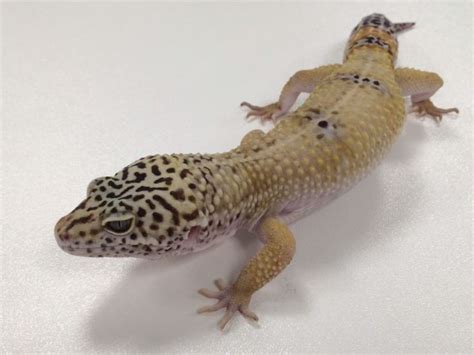 Leopard Gecko Heating Set Up Guide Swell Reptiles Leopard Gecko