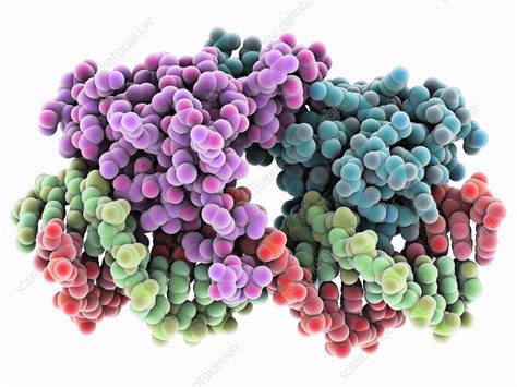 Lambda Repressor Operator Complex Stock Image C0150081 Science