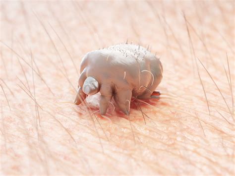 Parasites Not Pests Pointe Pest Control Chicago Exterminator And Pest