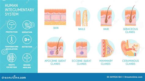 Integumentary System With Epidermis Surface Layer Structure Outline