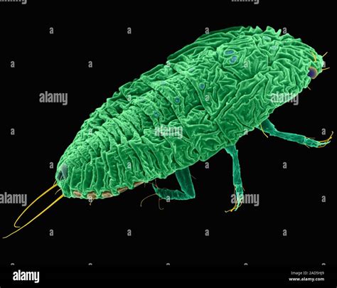 Coloured Scanning Electron Micrograph Sem Of Brown Soft Scale Insect