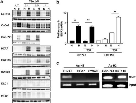 Role Of Histone Deacetylation In Silencing Of Bnip3 In Crc Lines A