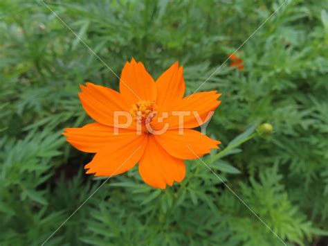 ビタミンカラーのコスモス ID 29695 ご当地写真イラスト素材サイト PICTY ピクティ