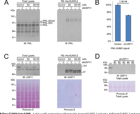 Figure 1 From Ubiquitin Specific Protease 11 Usp11 Deubiquitinates Hybrid Small Ubiquitin Like