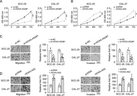 The Effect Of Hoxa As2 On Oscc Cells Proliferation Migration And