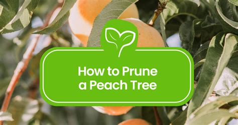 How To Prune A Peach Tree A Step By Step Guide For Beautiful Harvests