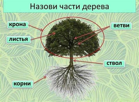 Дерево части растения рисунок