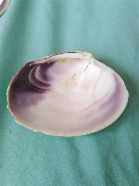 Clam Shell Stock Image Image Of Ocean Mollusks Mussel 10065631